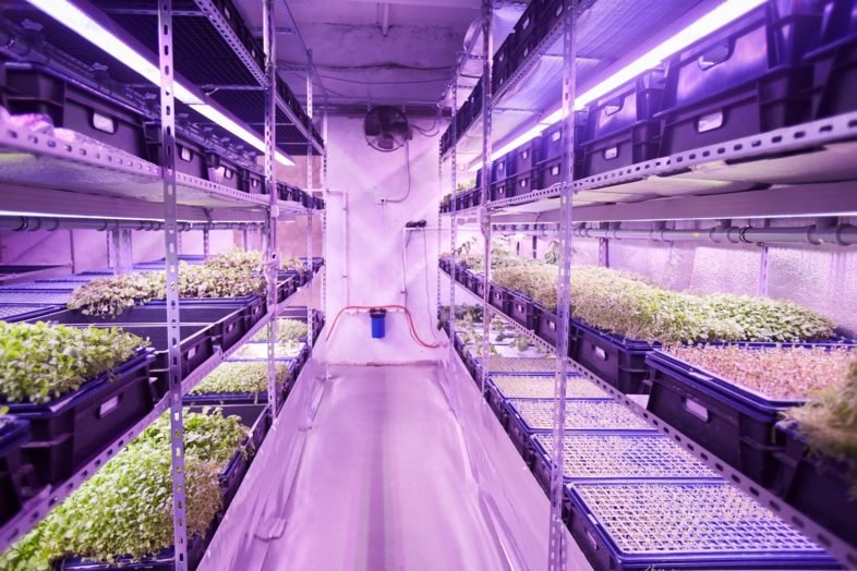 Proper Microgreens Airflow: Without it, They Wilt and Mold