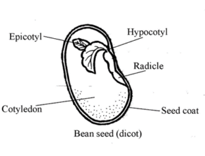 The Easy Guide® To Growing Microgreens at Home