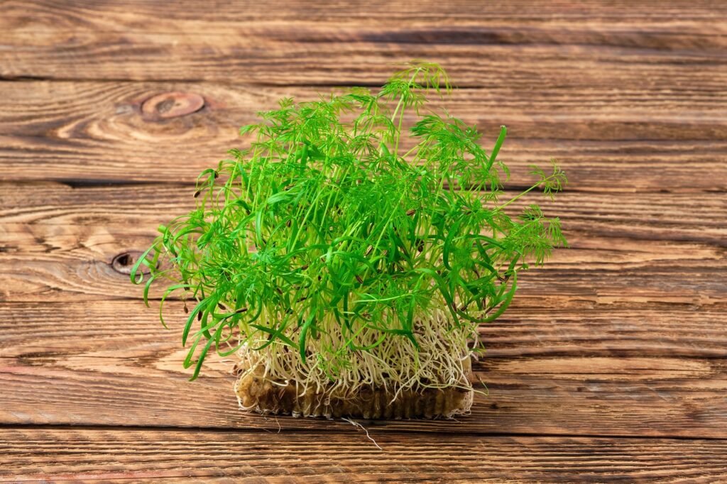 Fennel Microgreens: The Ultimate Guide to Their Nutrition