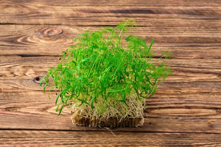 Fennel Microgreens: The Ultimate Guide to Their Nutrition