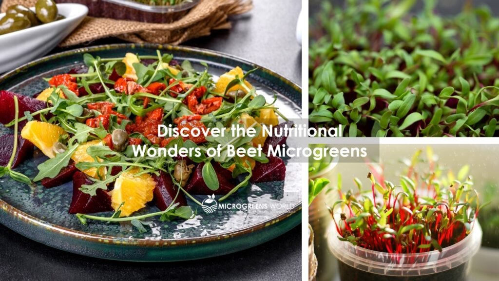 Discover the Nutritional Wonders of Beet Microgreens