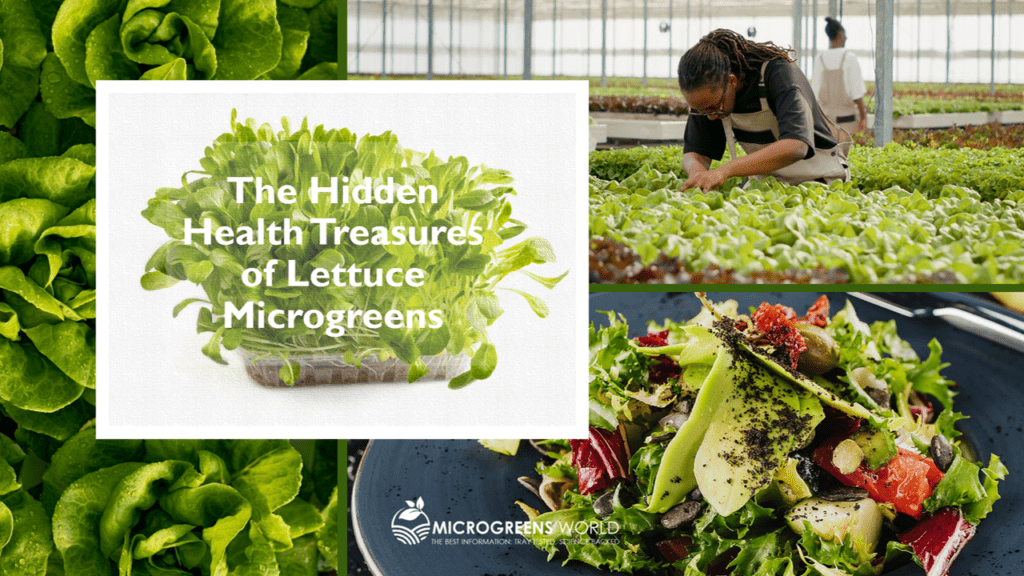 The Hidden Health Treasures of Lettuce Microgreens