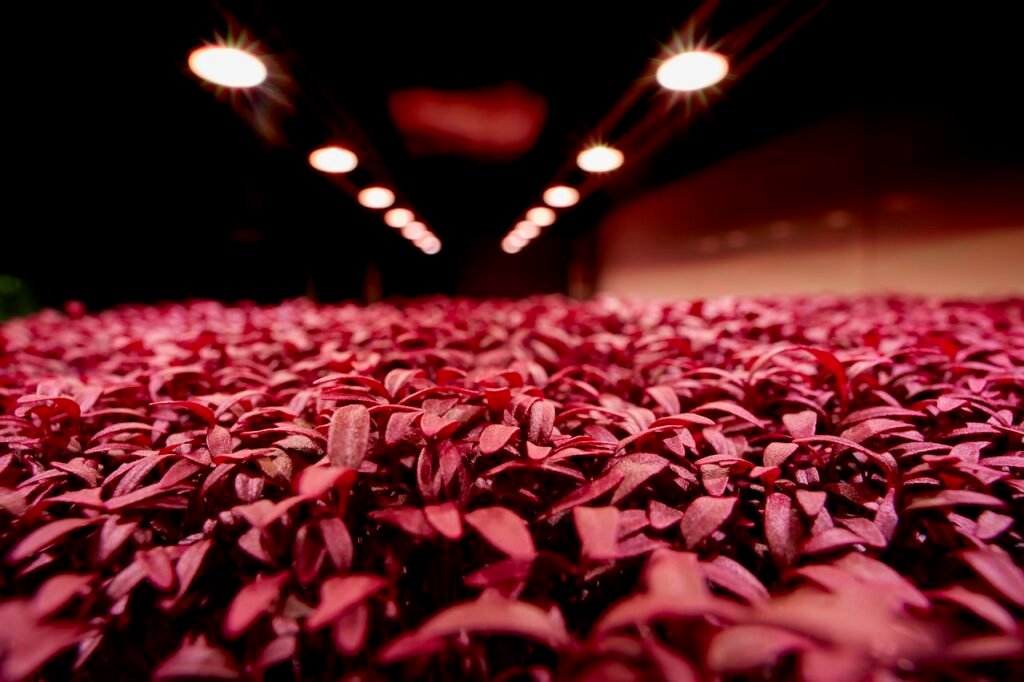Amaranth Microgreens: Tiny Greens, Big Health Benefits