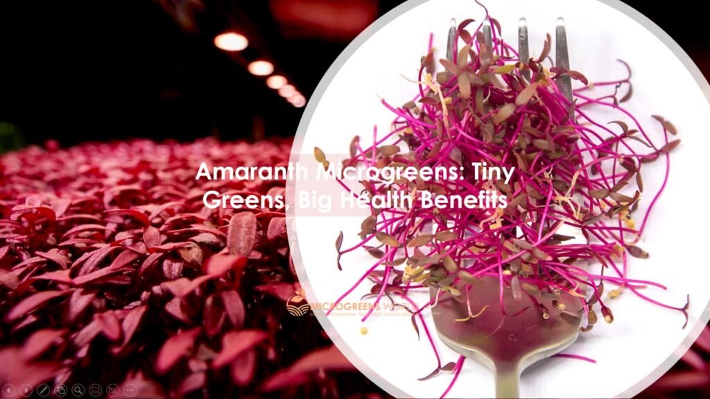 Amaranth Microgreens: Tiny Greens, Big Health Benefits