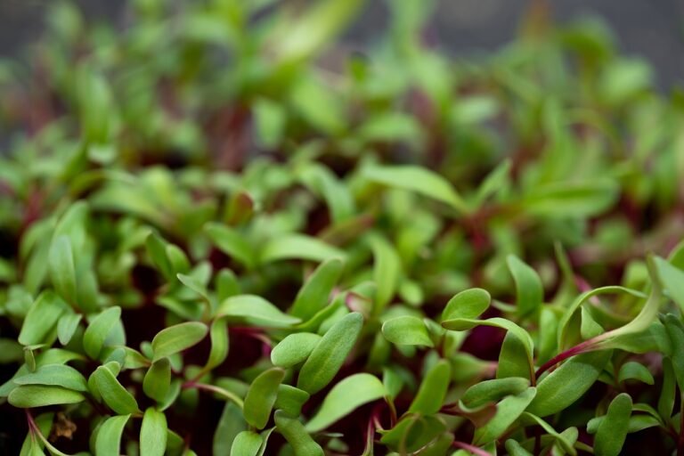 Discover the Nutritional Wonders of Beet Microgreens