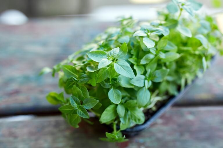 The Ultimate Guide to Basil Microgreens Nutrition, including Nutrition ...