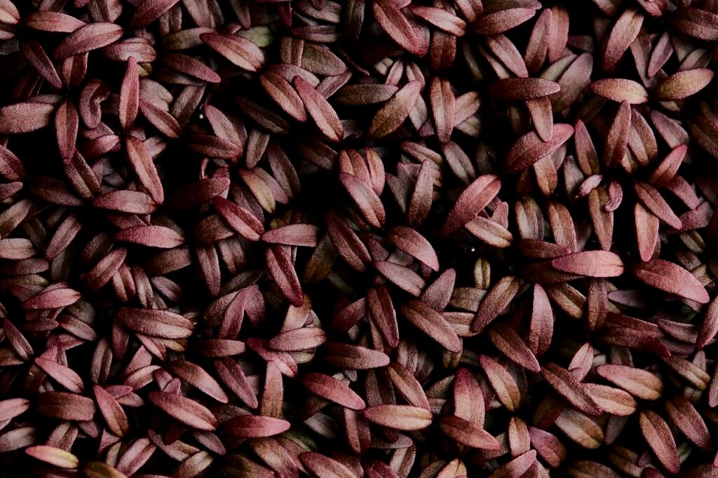 Amaranth Microgreens: Tiny Greens, Big Health Benefits