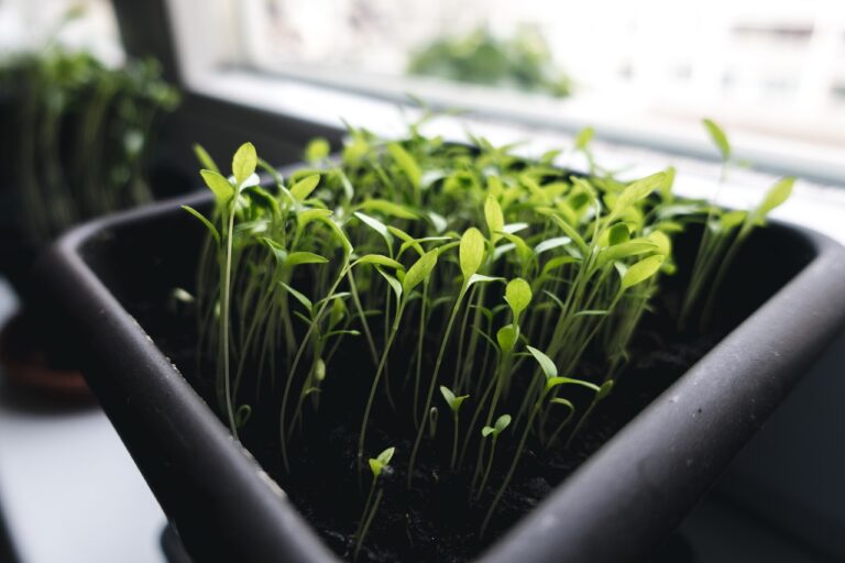 Why Cilantro Microgreens Are a Must for Your Diet: A Nutrition Guide