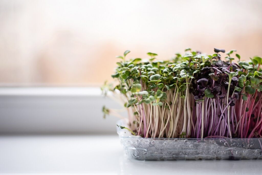 Shedding Light on Microgreens: A Comprehensive Guide to Microgreens ...