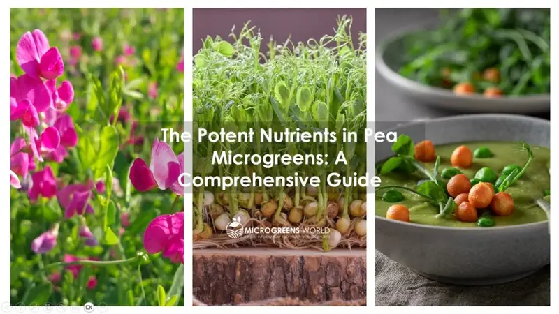 Supercharge Your Nutrition with Chia Microgreens
