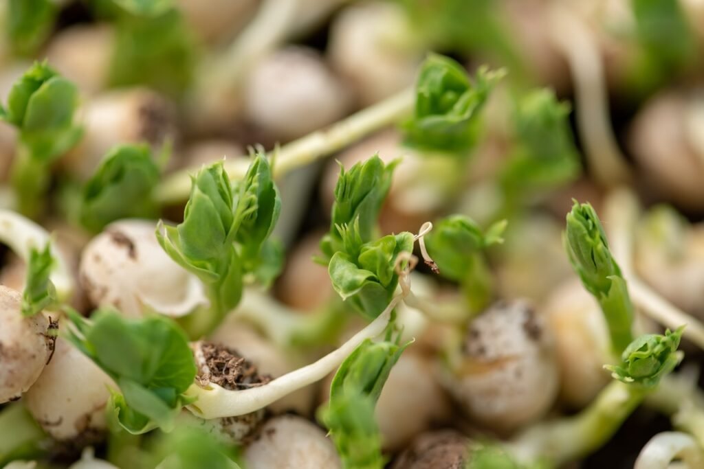 Top 30 Microgreens You Can Easily Grow Indoors