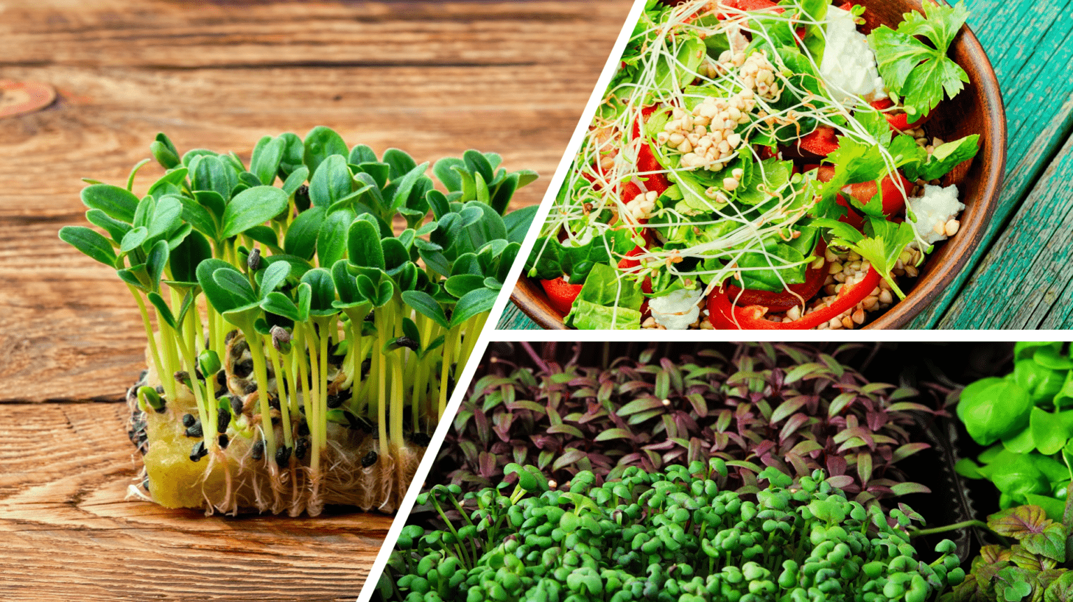 Eat Microgreens To Meet Your RDA: The 12 Vitamins You Need
