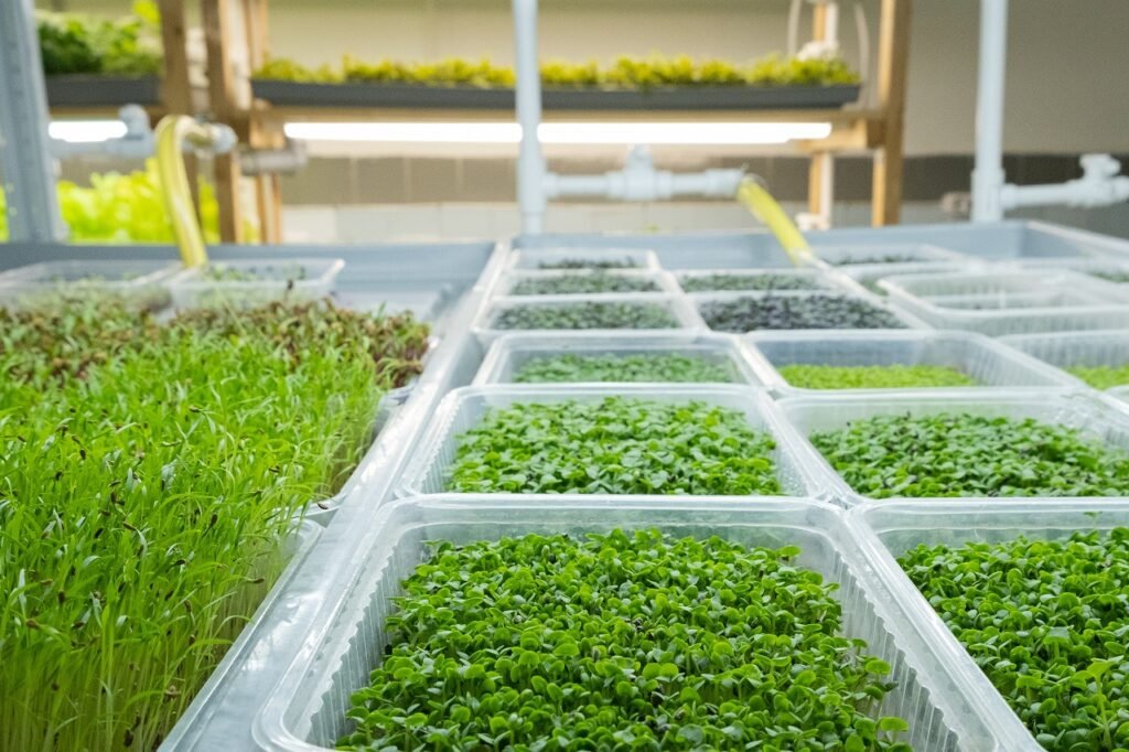 Most Profitable Microgreens: What Chefs Actually Order