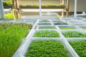 Choosing Your Microgreens Varieties for Maximum Profitability (Episode 9)