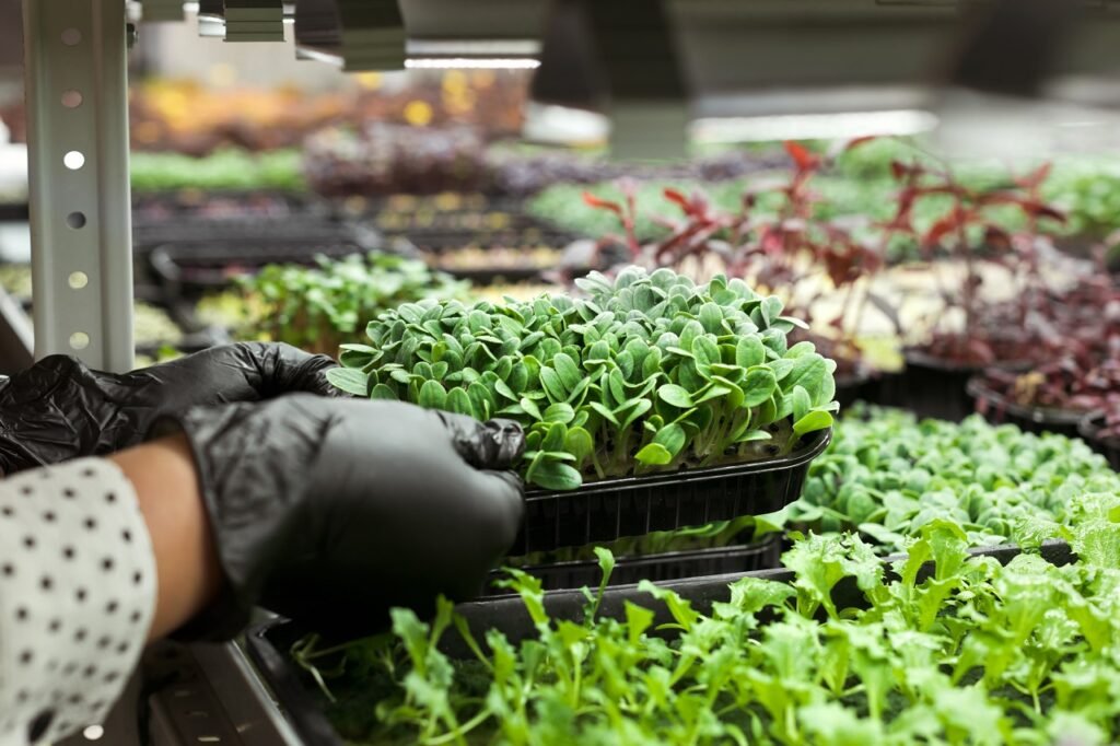 Funding Your Microgreens Business: Exploring Options