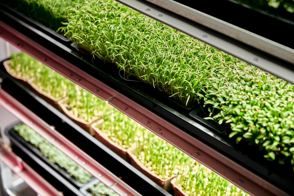 The Complete Guide to Financing a Microgreens Farm from Scratch