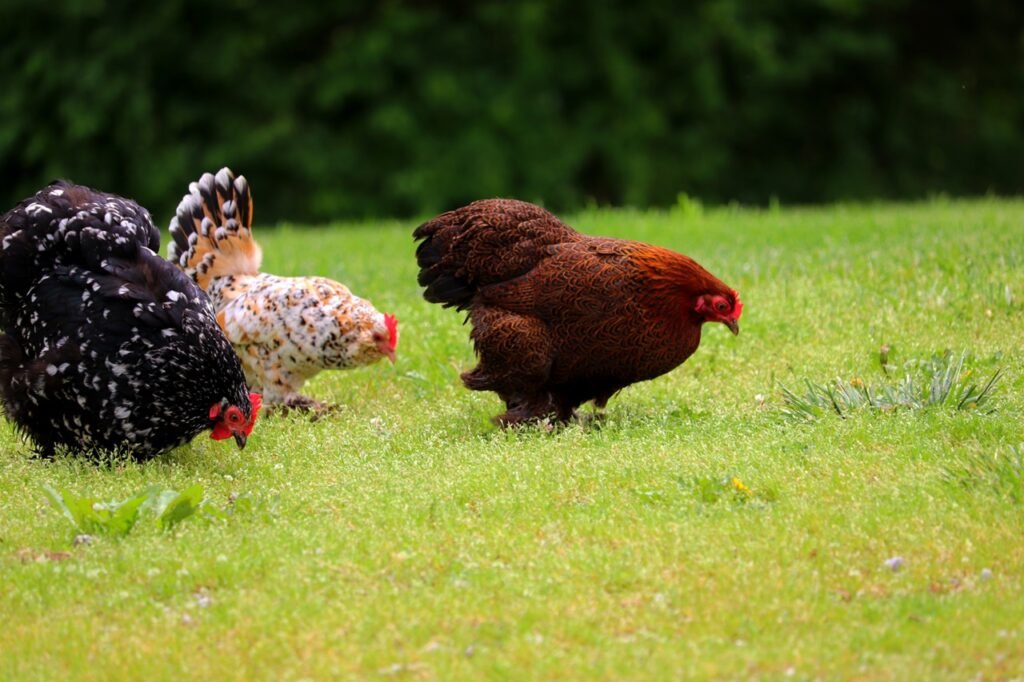 What Microgreens Are Good For Chickens? | Microgreens World