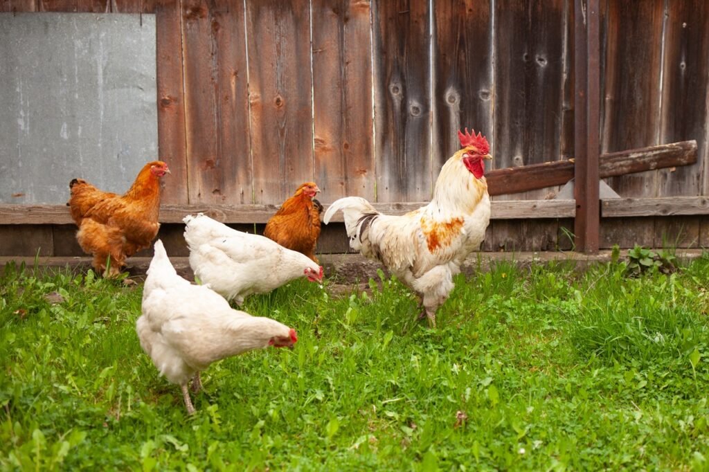 What Microgreens Are Good For Chickens? | Microgreens World