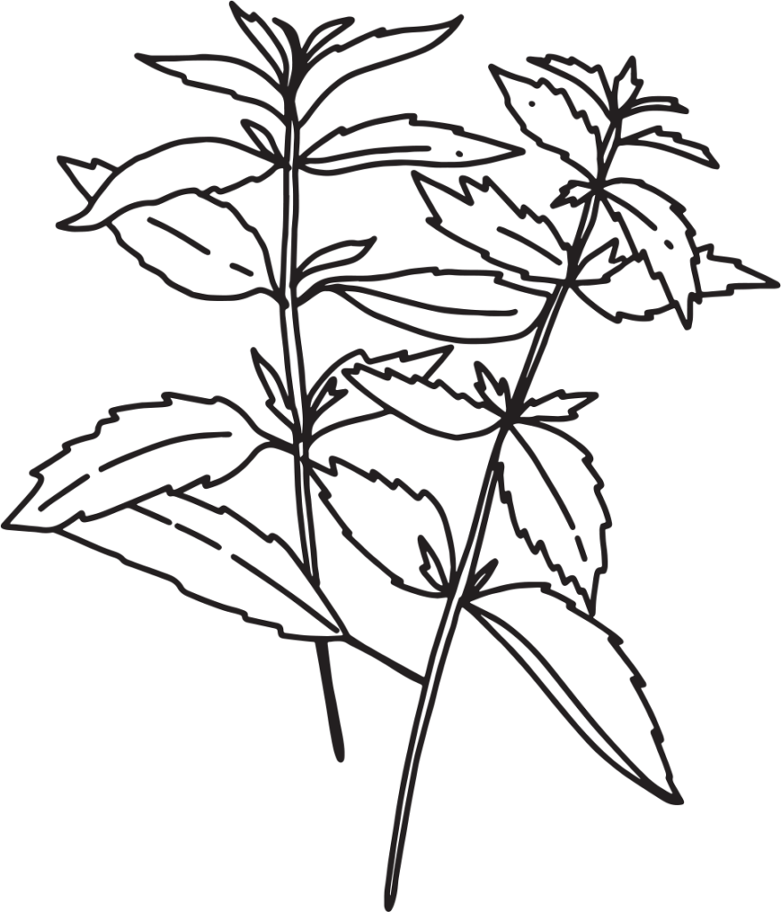 7 Best Culinary Micro Herbs To Elevate Your Salads