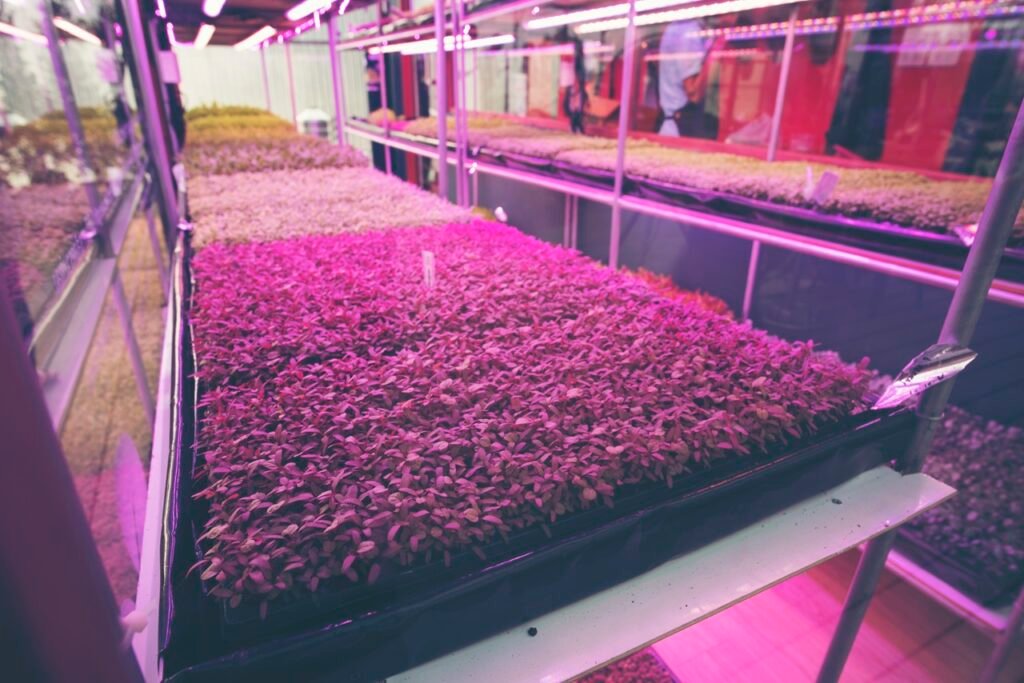 Optimal Growing Conditions: Ensuring Safe and Healthy Microgreens