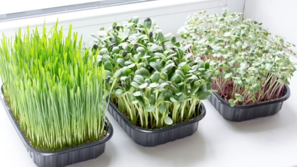 Microgreens Farming in Schools: Teaching Sustainable Food